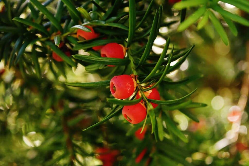 If taxus baccata en jardinière : comment planter et entretenir votre ...